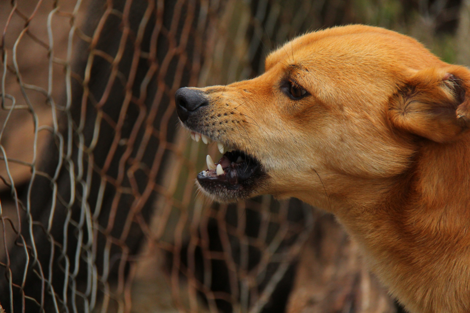 Raiva canina: o que é isso? - Blog VETEX